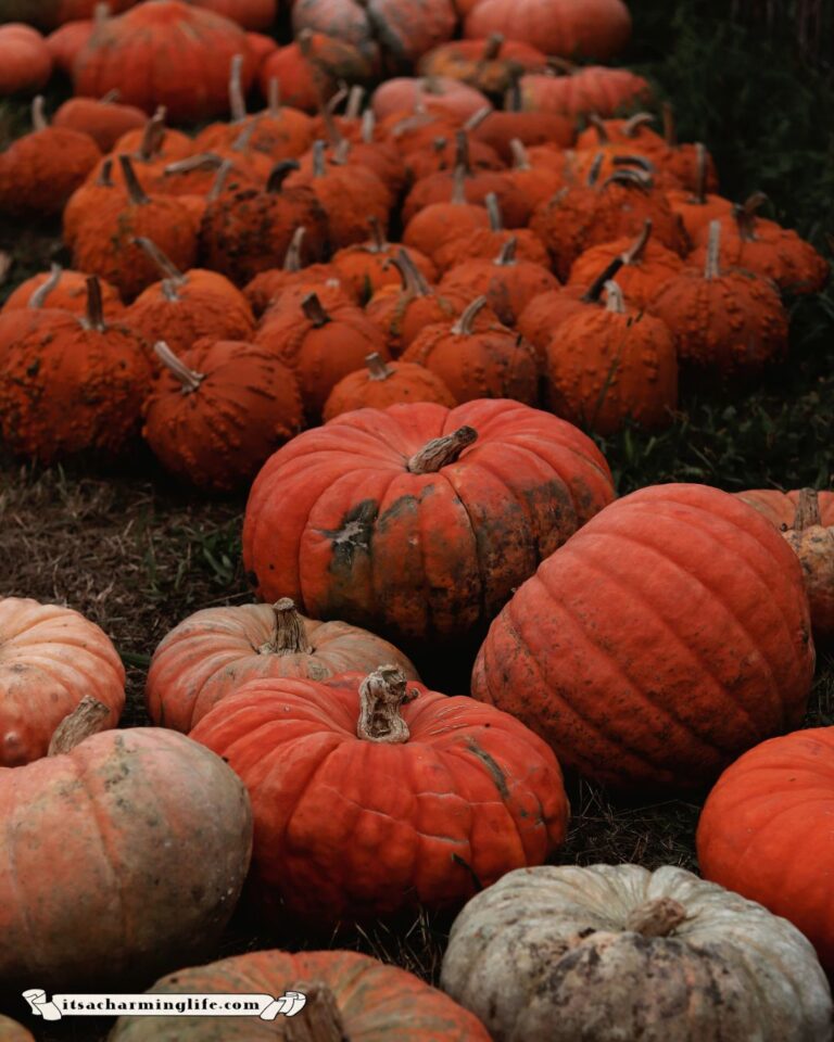 AUTUMN BUCKET LIST | 10 Cozy Fall Activity Ideas